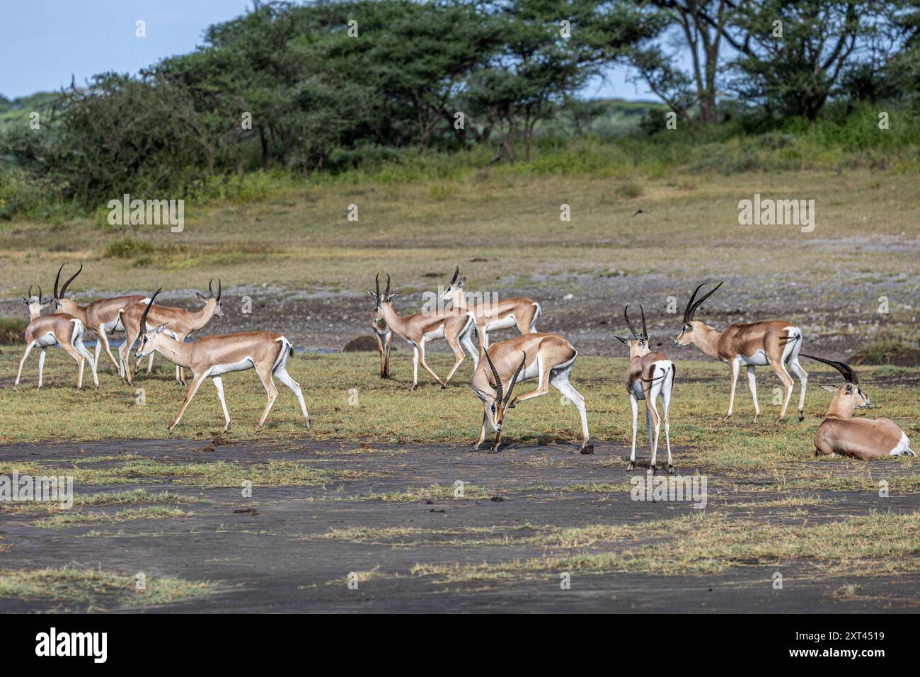 Batchelor group hi-res stock photography and images - Alamy