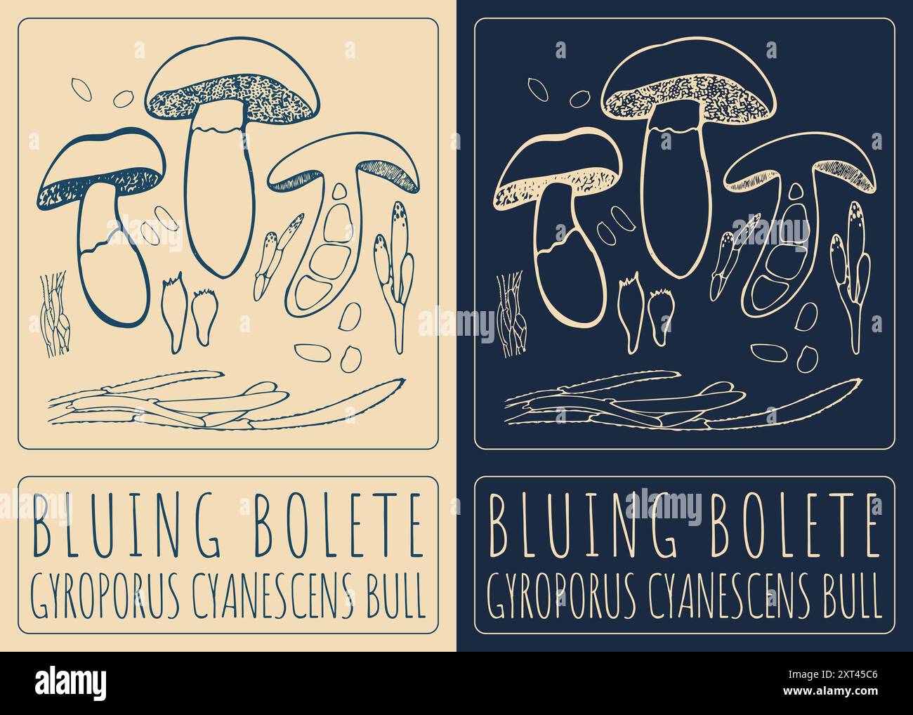 Vector drawing BLUING BOLETE. Hand drawn illustration. Latin name is ...