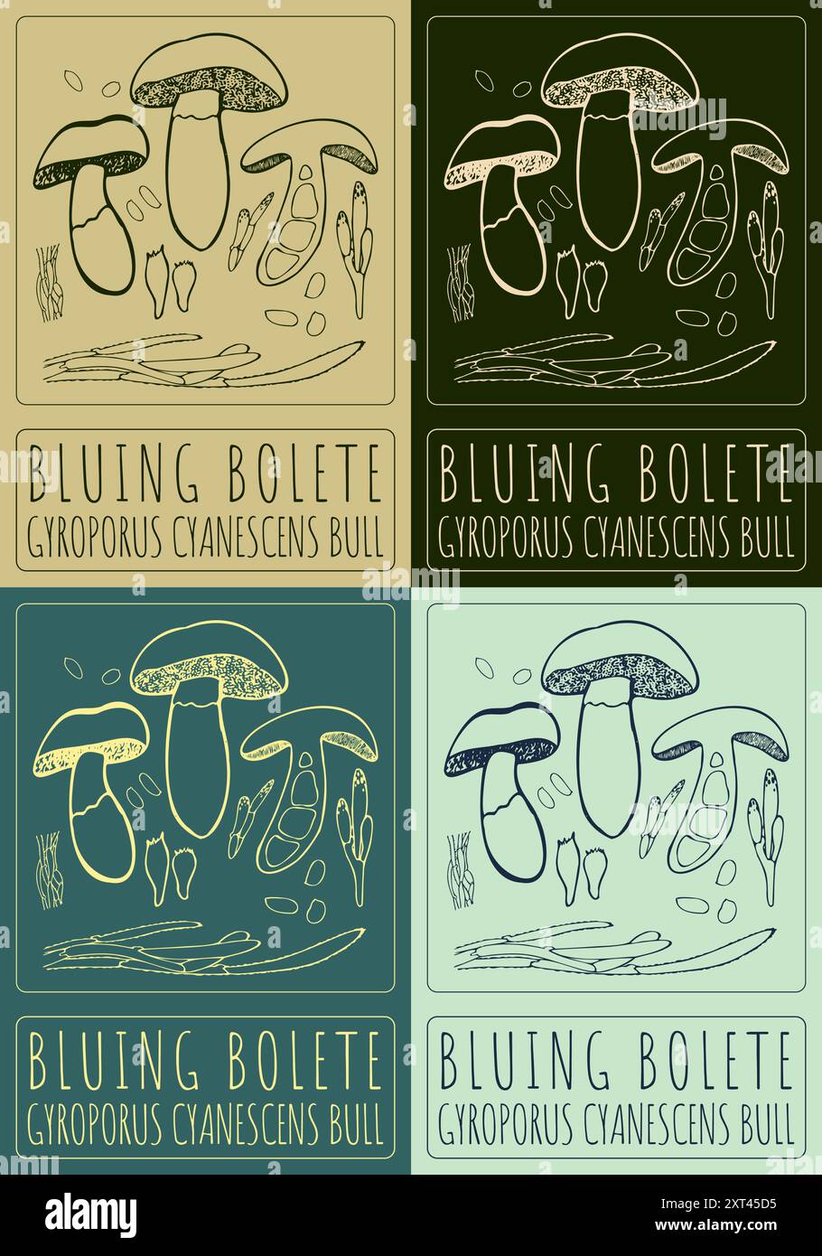 Set of vector drawing BLUING BOLETE in various colors. Hand drawn ...