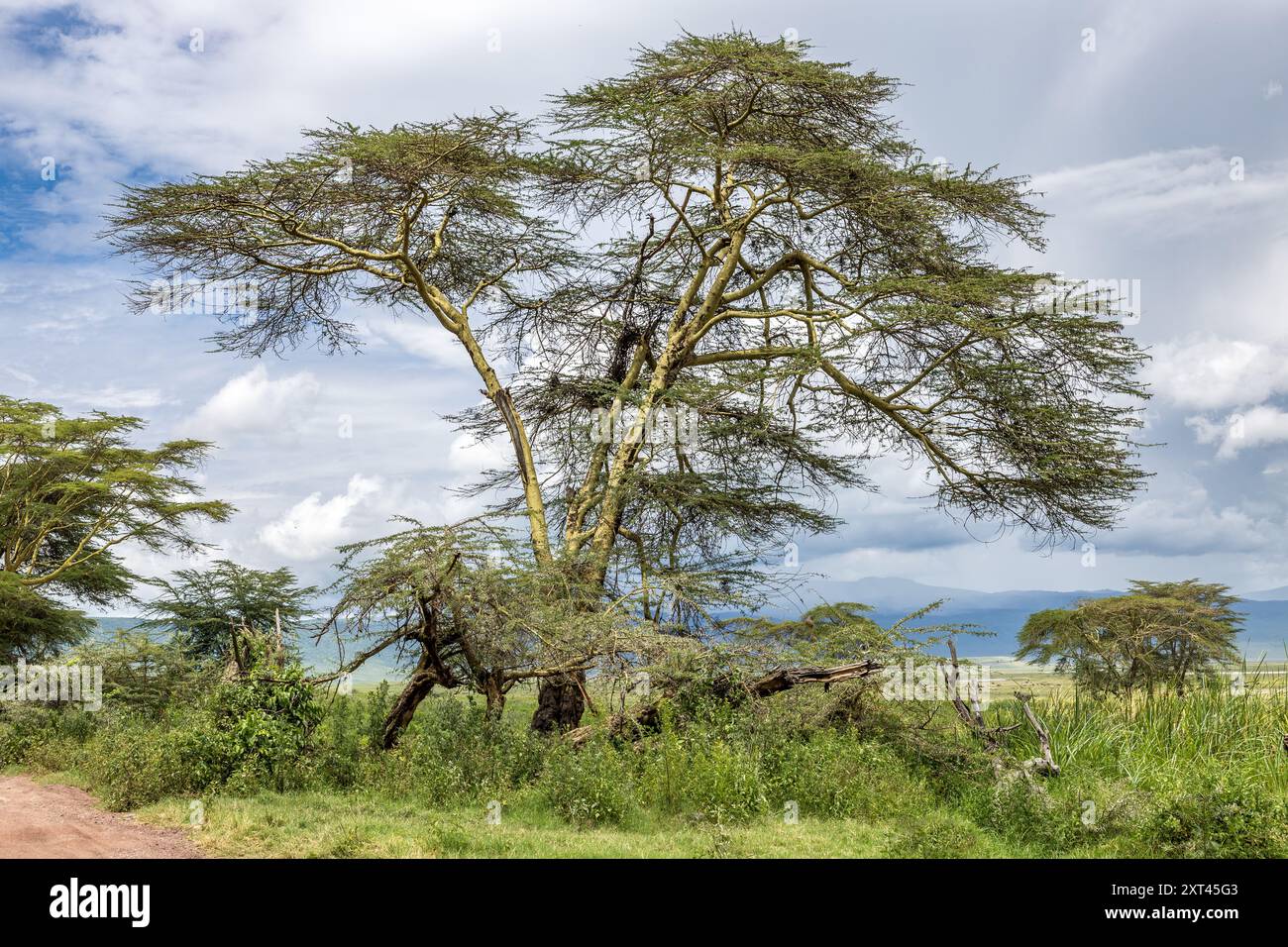 Fever Tree, Ngorongoro Crater, Tanzania Stock Photo - Alamy