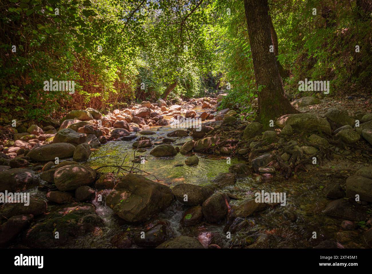 A peaceful stream meanders through a lush, shaded forest in Hervas ...