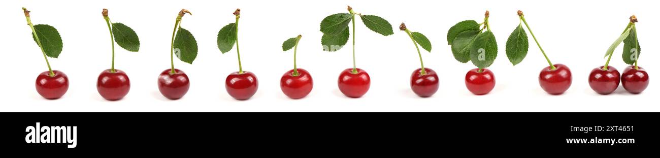 Collection of cherries with green leaf isolated on white background ...