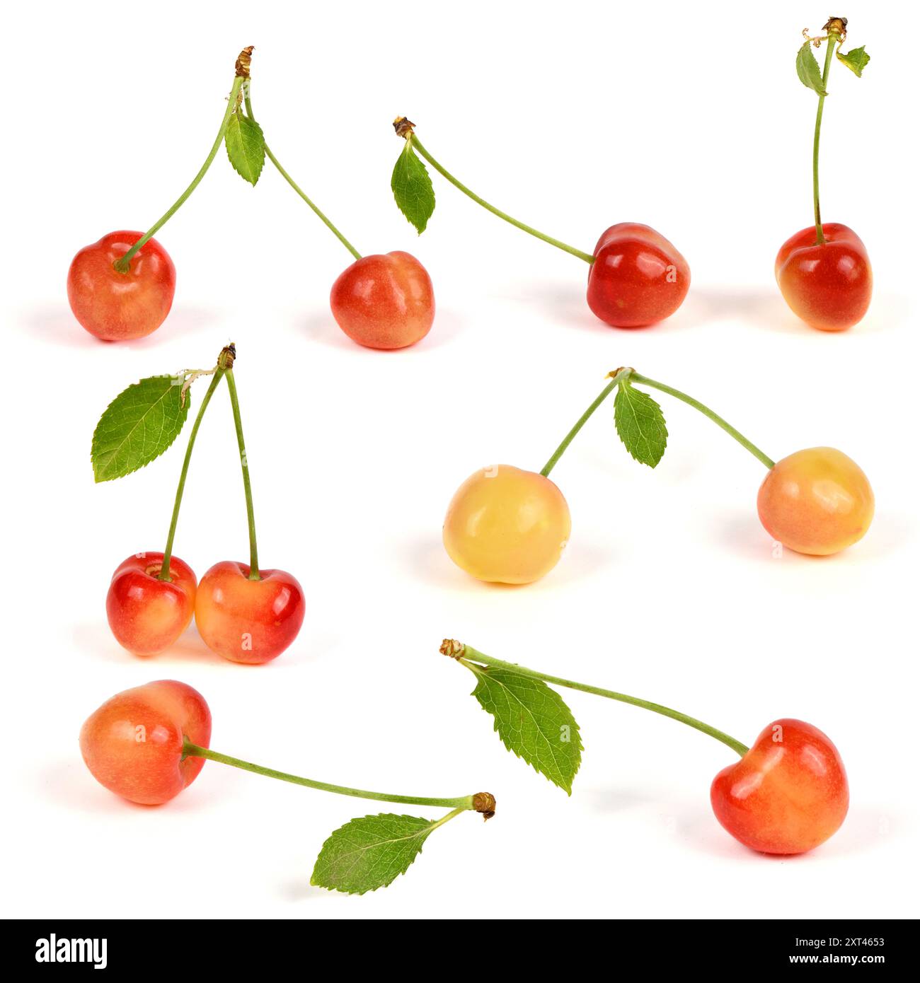 Collection of light red different sweet cherries with green leaf, side ...