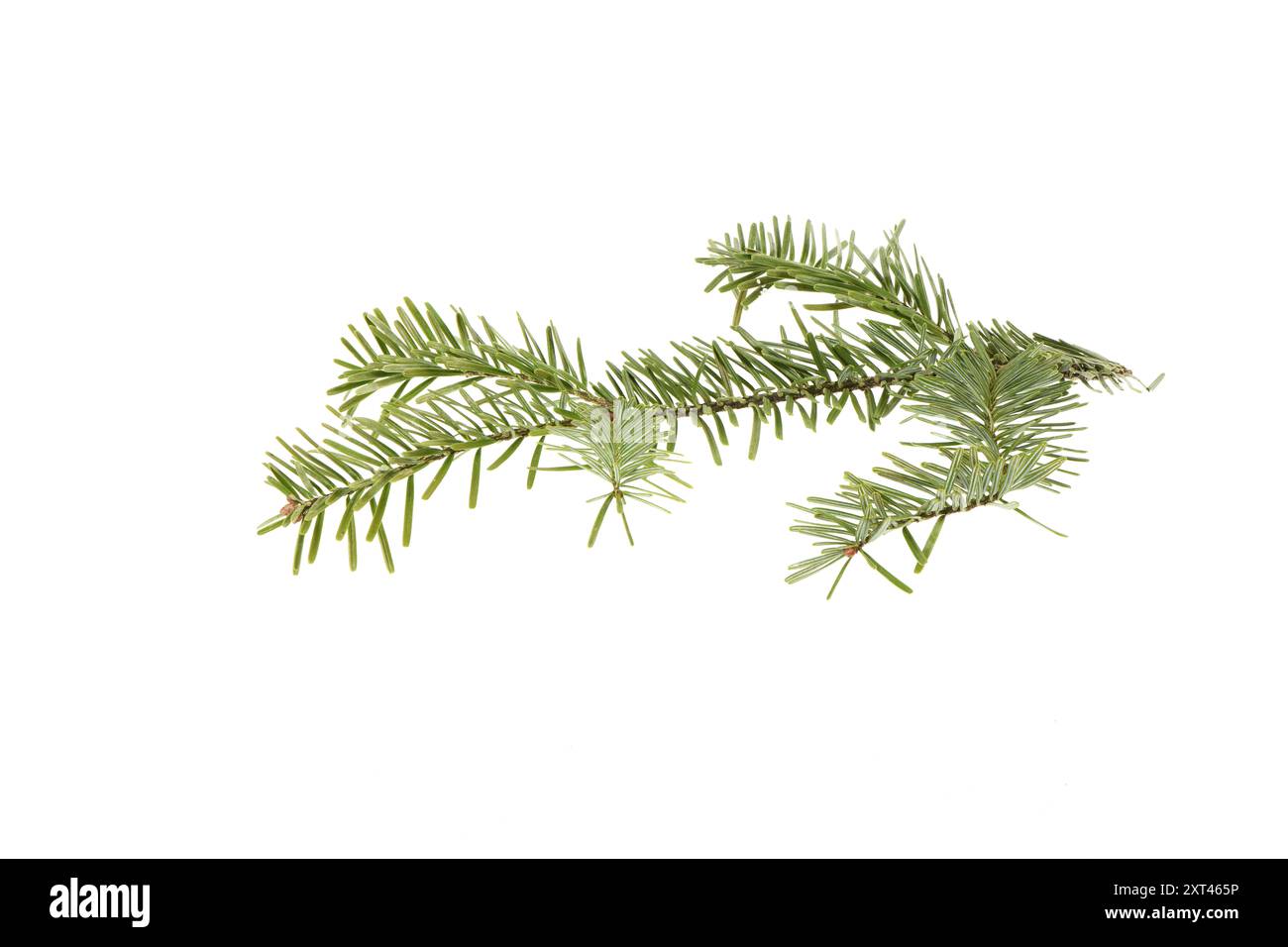 Spruce branch isolated on white background. High resolution photo. Full ...
