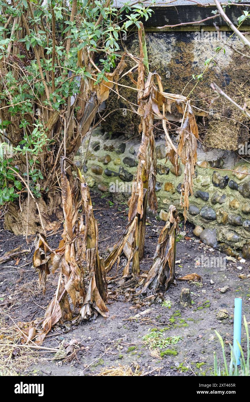 Effects of winter on hardy Japanese Banana Plant (Musa basjoo Stock ...