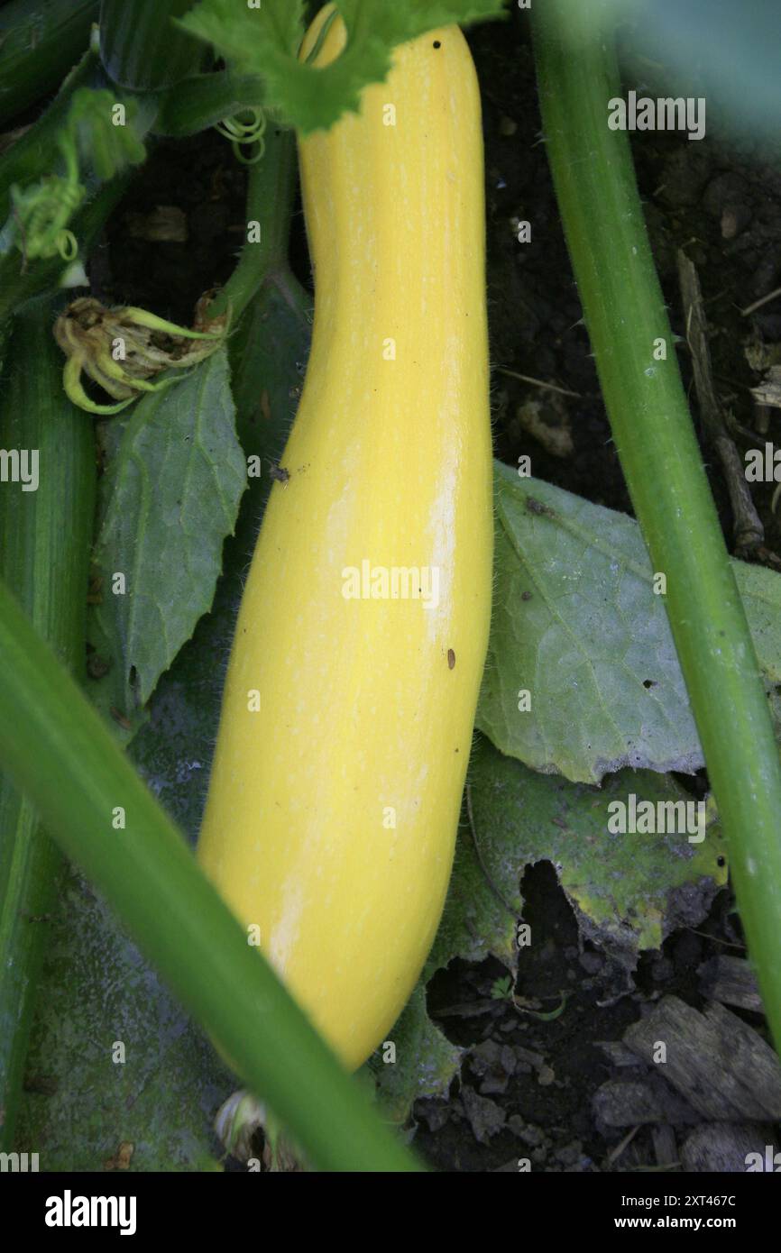 Yellow Courgette growing in late Summer in UK Stock Photo - Alamy