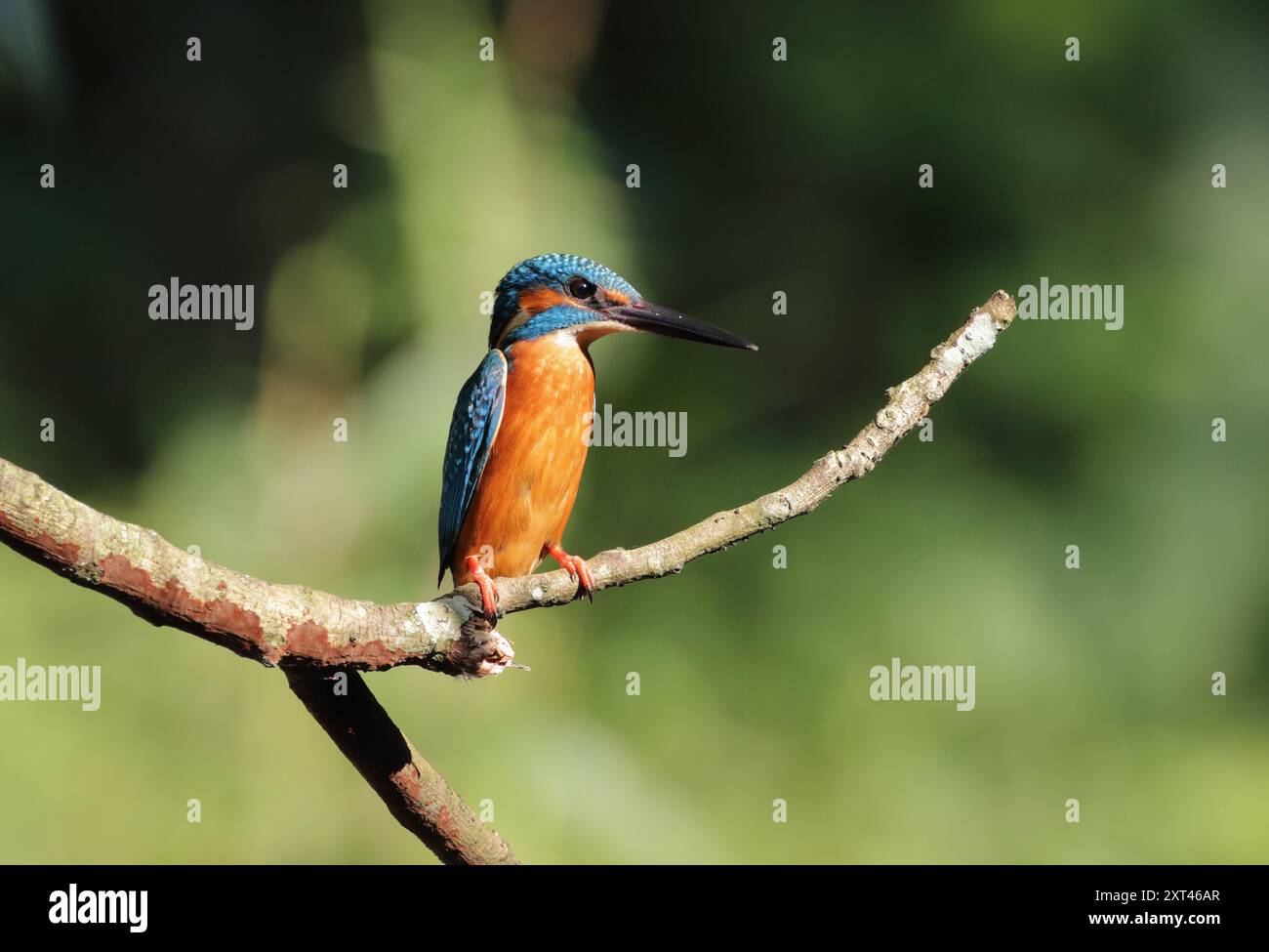 Common kingfisher, also known as the Eurasian kingfisher and river kingfisher. this photo was ...