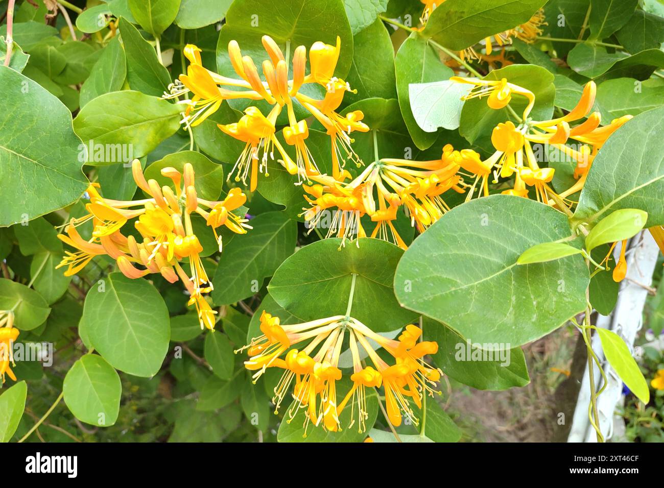 Blooming yellow honeysuckle Bush. Flowering yellow Honeysuckle ...