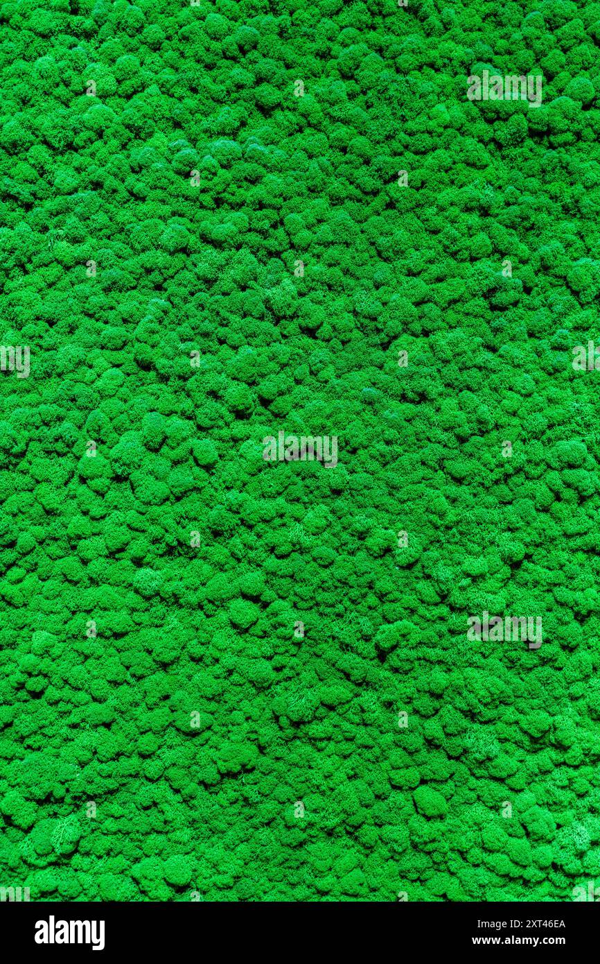 Live green moss hi-res stock photography and images - Alamy