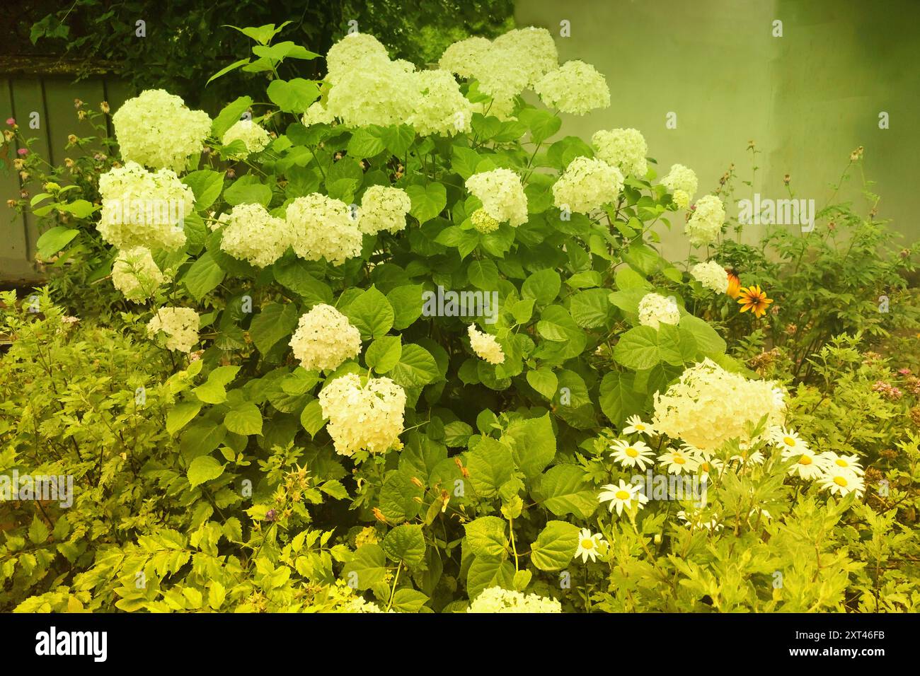 White hydrangea green leaves bush flowers. blooming hydrangea flowers ...