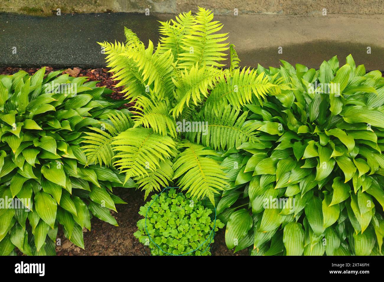 Beautiful green fresh fern plant growing wild, haji fern, monkey fern ...