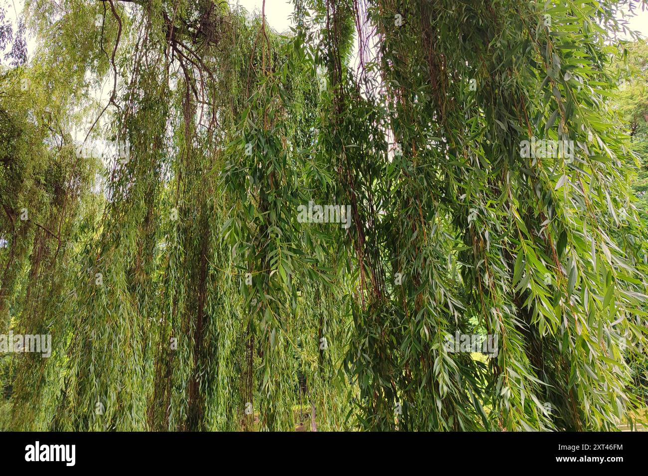Willow branches on the nature. Hanging willow branches with green ...