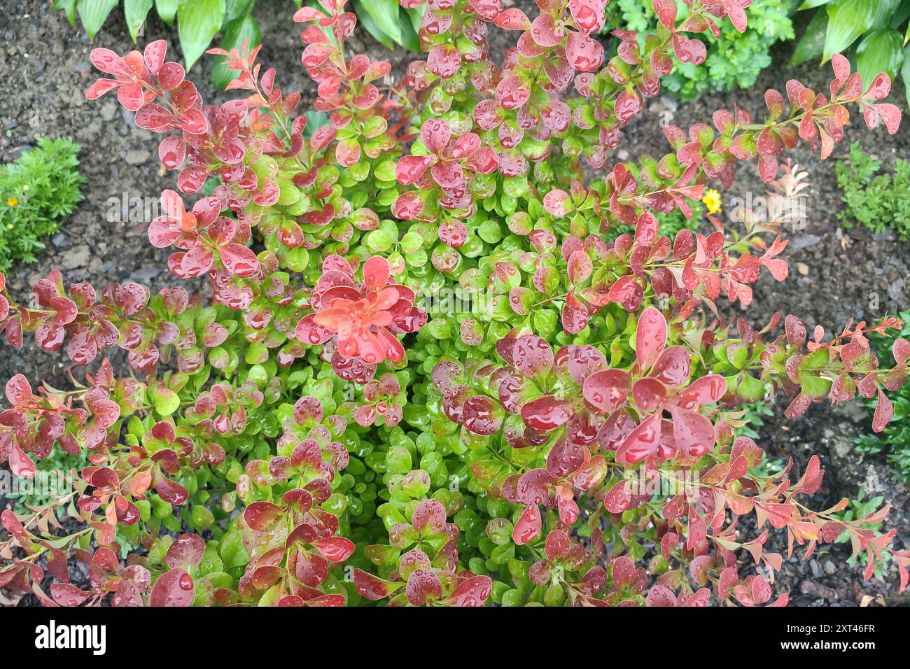 Red background from leaves of barberry, thunbergs barberry, red ...