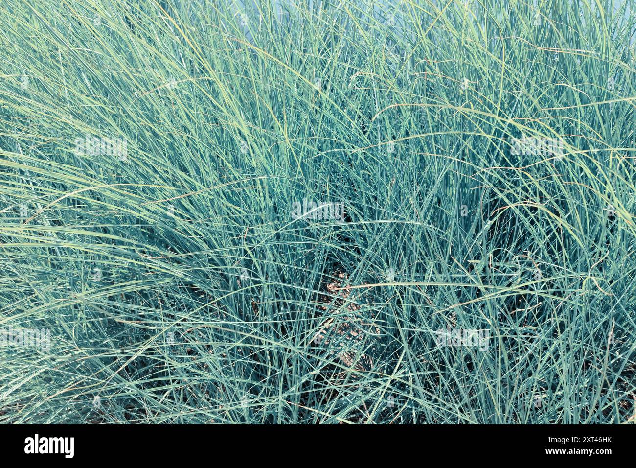 Blue Fescue, festuca glauca, blue oat grass, festuca ovina, ball fescue ...