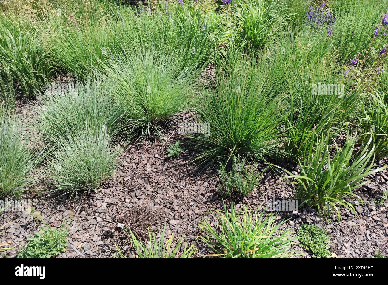 Blue fescue amigold hi-res stock photography and images - Alamy