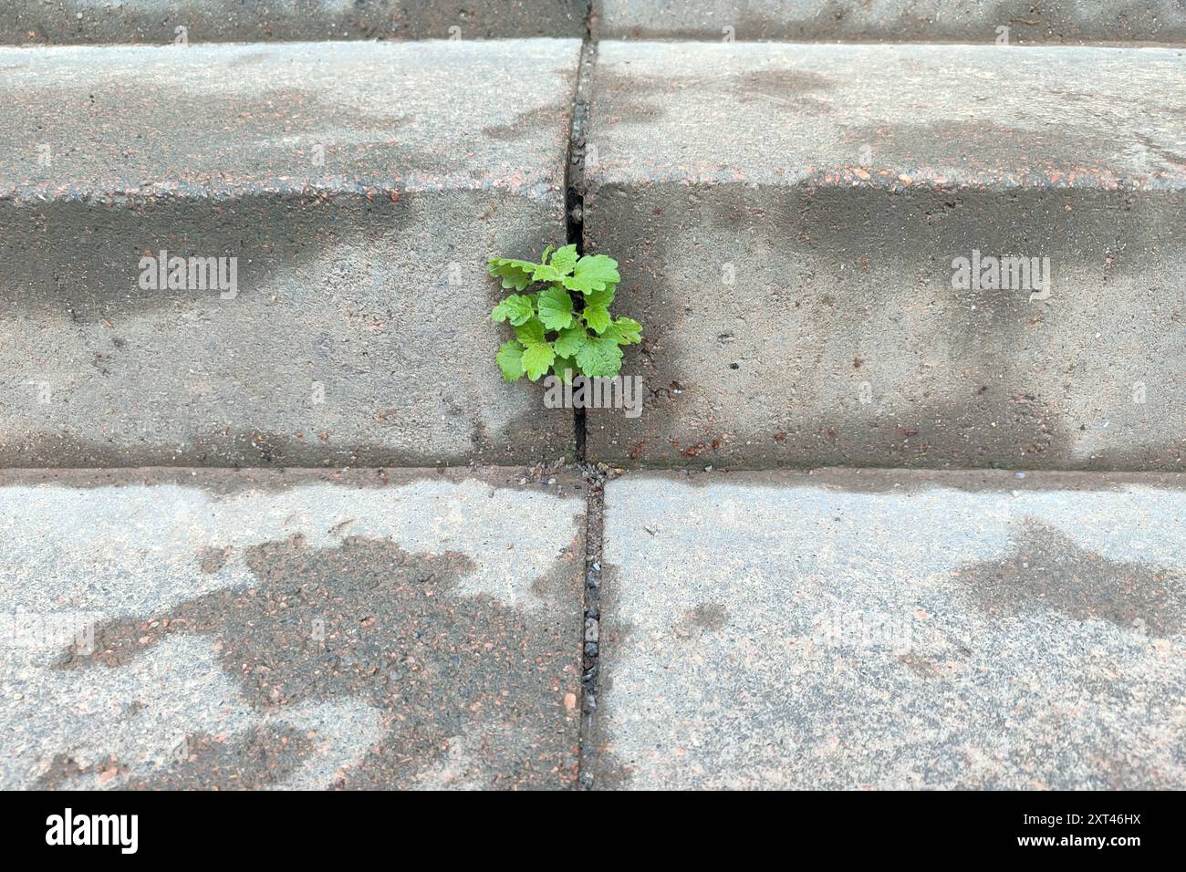 Sprout on concrete. A sprout makes its way through the concrete steps ...