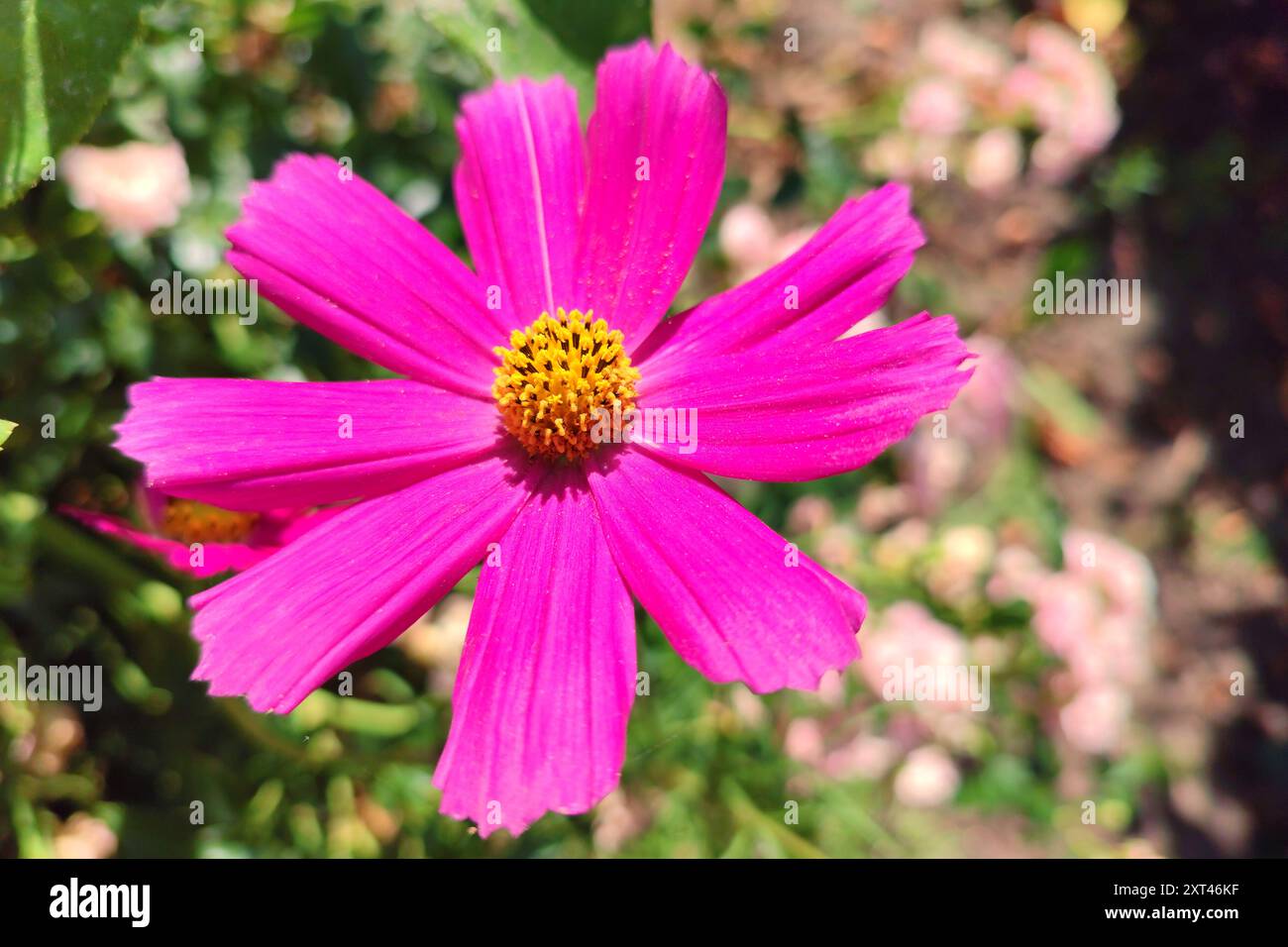 Cosmos are annual flowers with colorful, daisy-like flowers ...