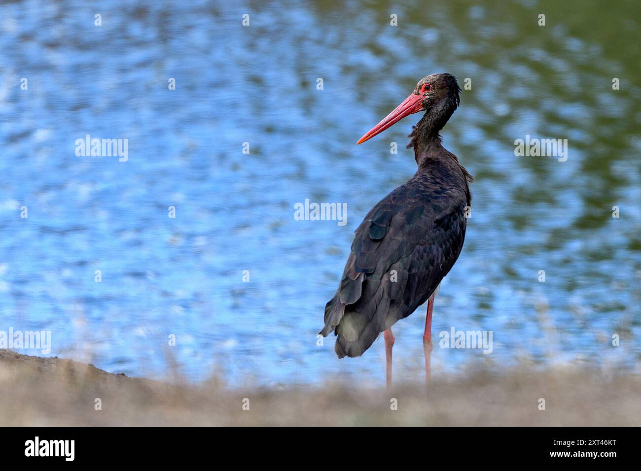 Black stork (Ciconia nigra) from Kruger NP, South Africa Stock Photo ...