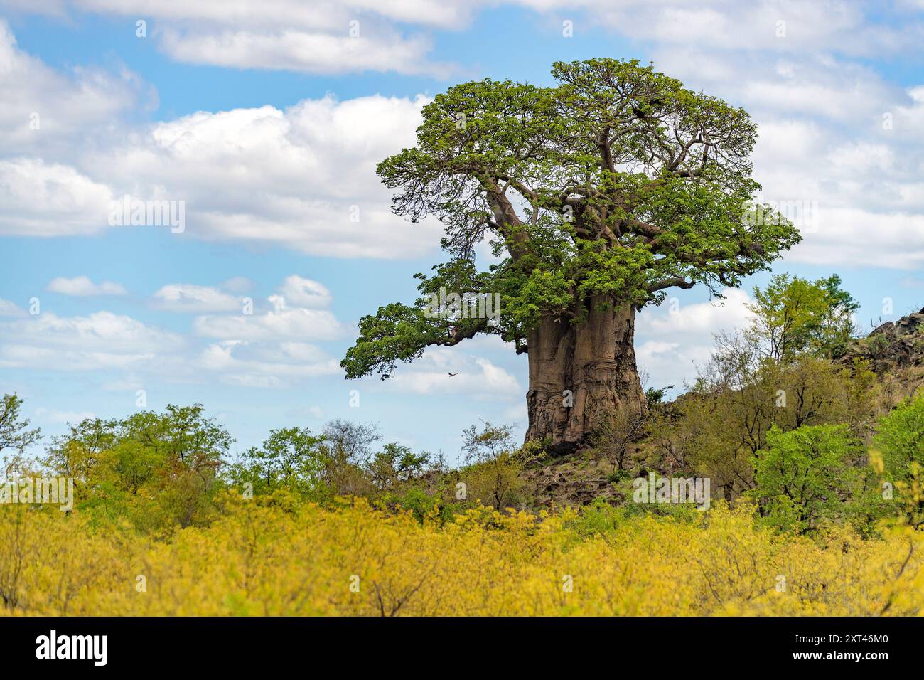 African baobab (Adansonia digitata) at Shingwedzi, Kruger NP, South ...