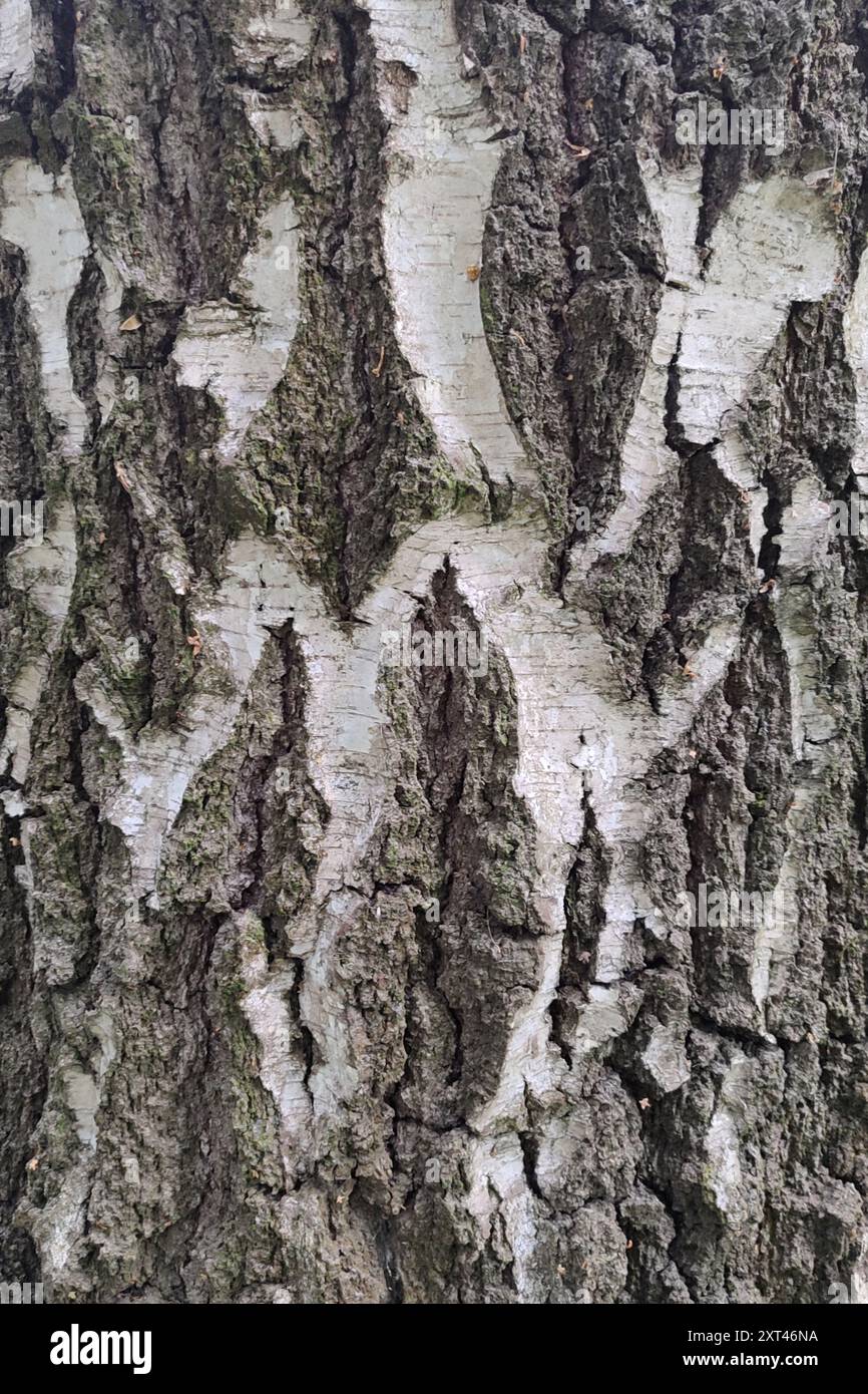 Tree bark texture. Birch bark, close-up. Trees of temperate continental climate Stock Photo - Alamy