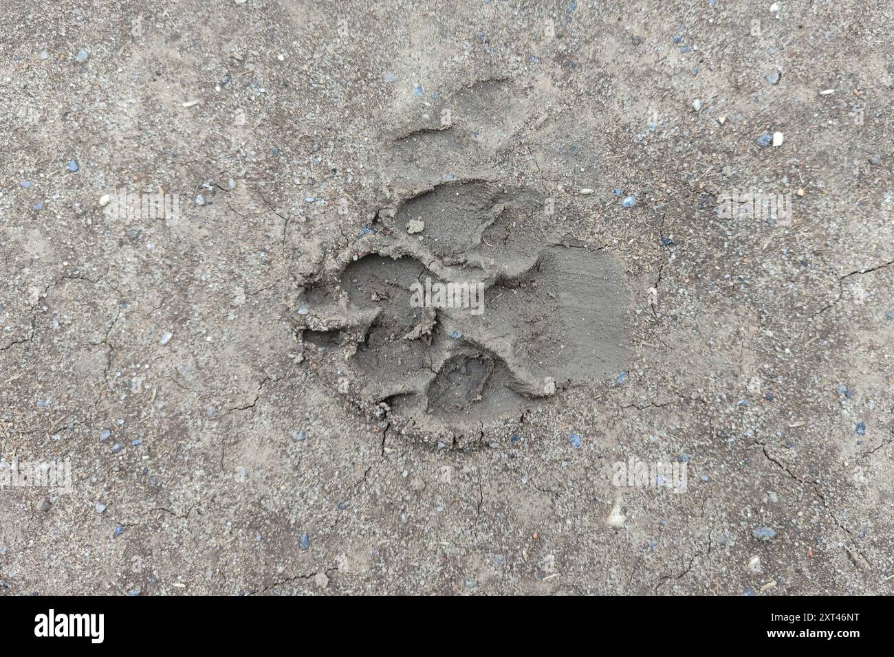large dog's footprint a fresh imprint on ground. Shape and texture ...