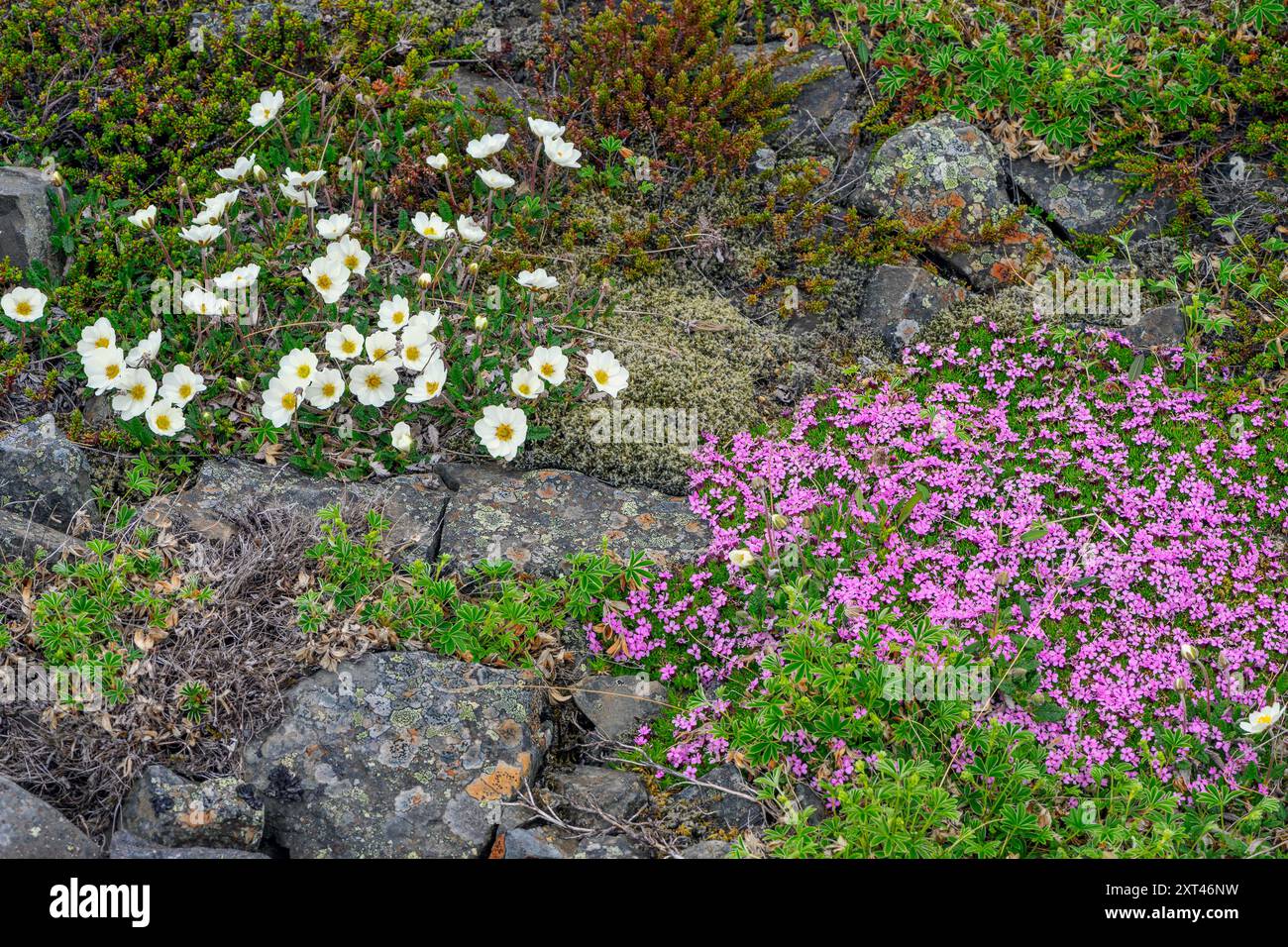 Mountain avens (Dryas octopetala), moss campion (Silene acualis) and ...