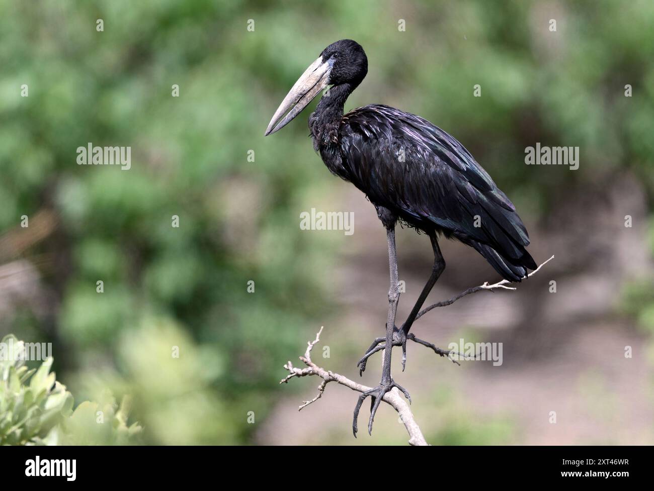 African openbill (Anastomus lamelligerus) from Kruger NP, South-Africa ...