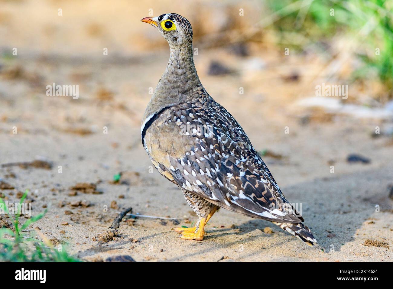 Double-banded sandgrouse (Pterocles bicinctus, male) from Kruger NP ...