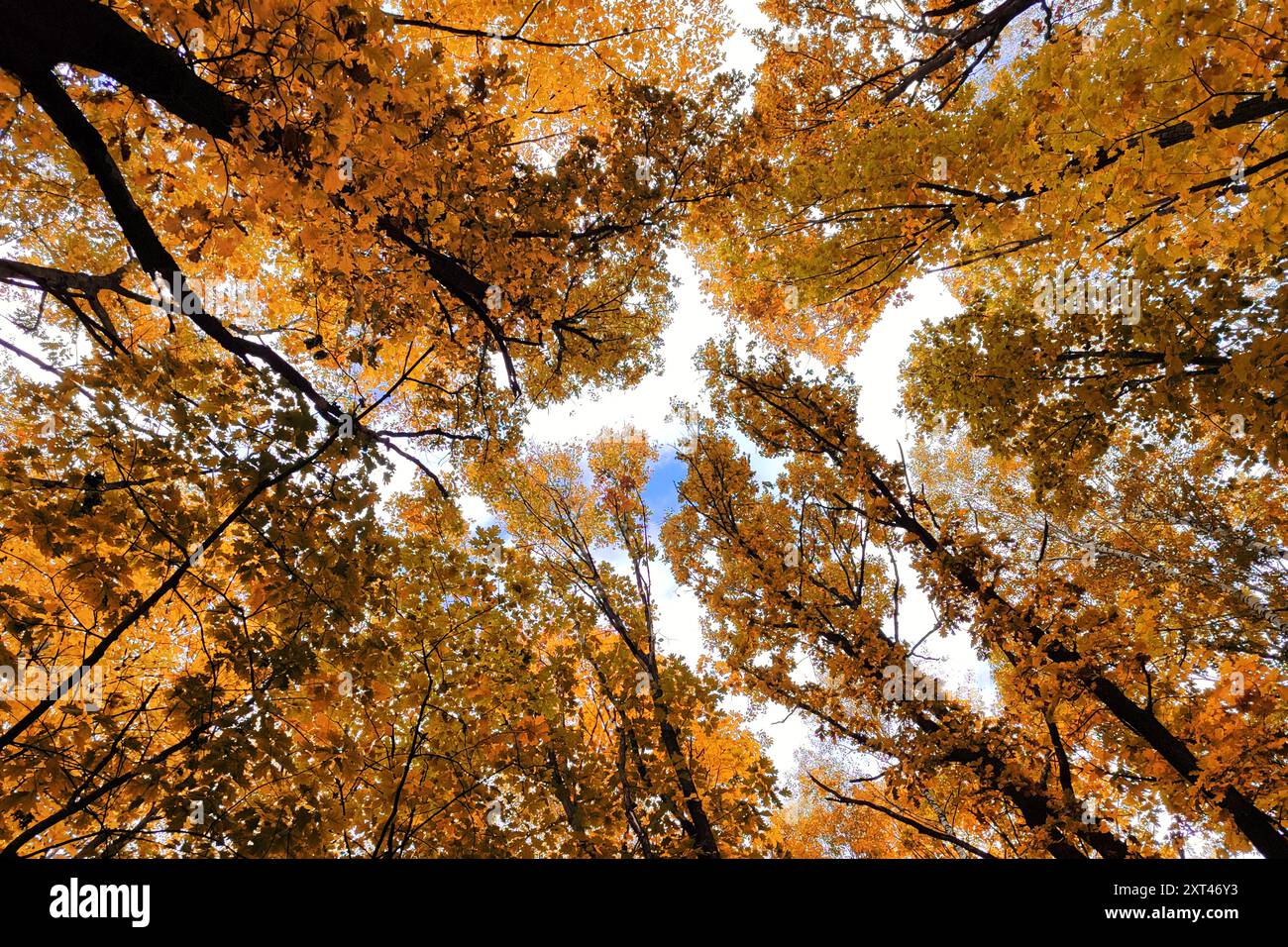 Tree tops viewed from below. Yellow Forest. Tree with yellow leaves and ...
