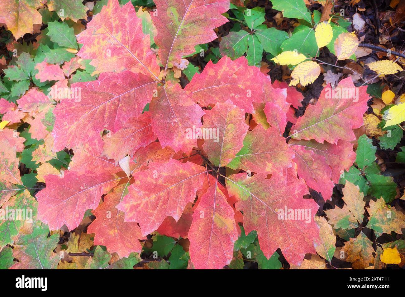 Single tree with red and yellow leaves in fall hi-res stock photography ...
