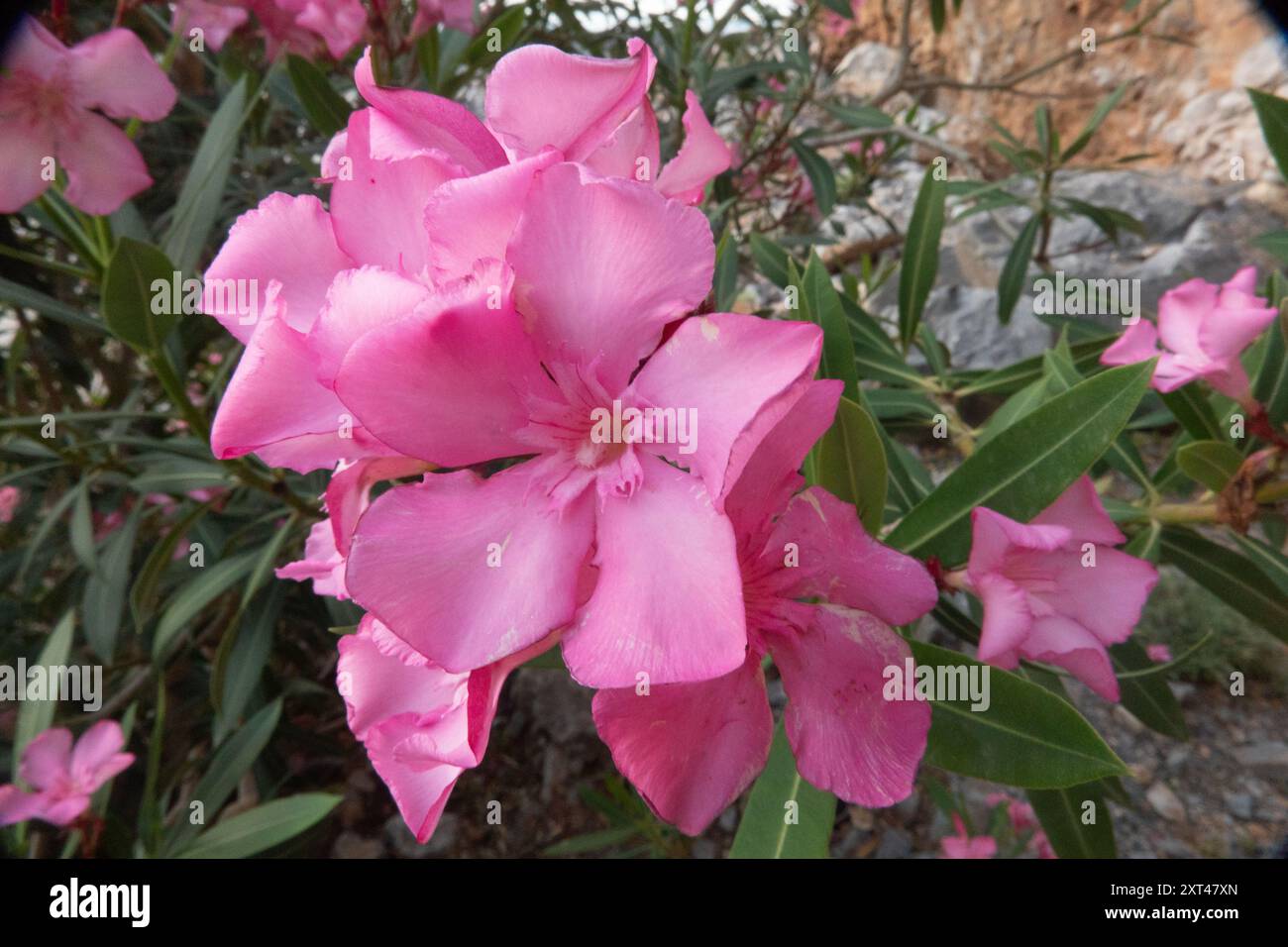 Beautiful flowering pink oleander hi-res stock photography and images ...