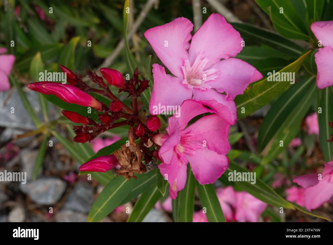 Closeup of the pink-red flowers and flower buds of Oleander Stock Photo ...