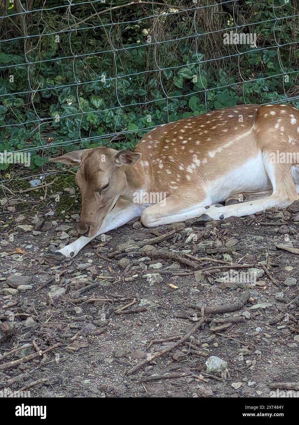 Mammal lieing on earth Stock Photo - Alamy