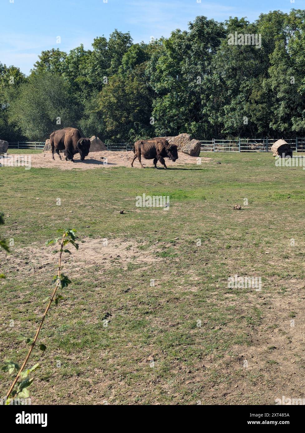 Bison farm hi-res stock photography and images - Alamy