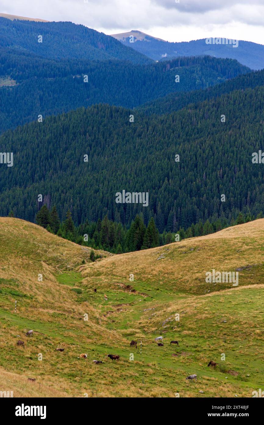 Bucegi hi-res stock photography and images - Alamy
