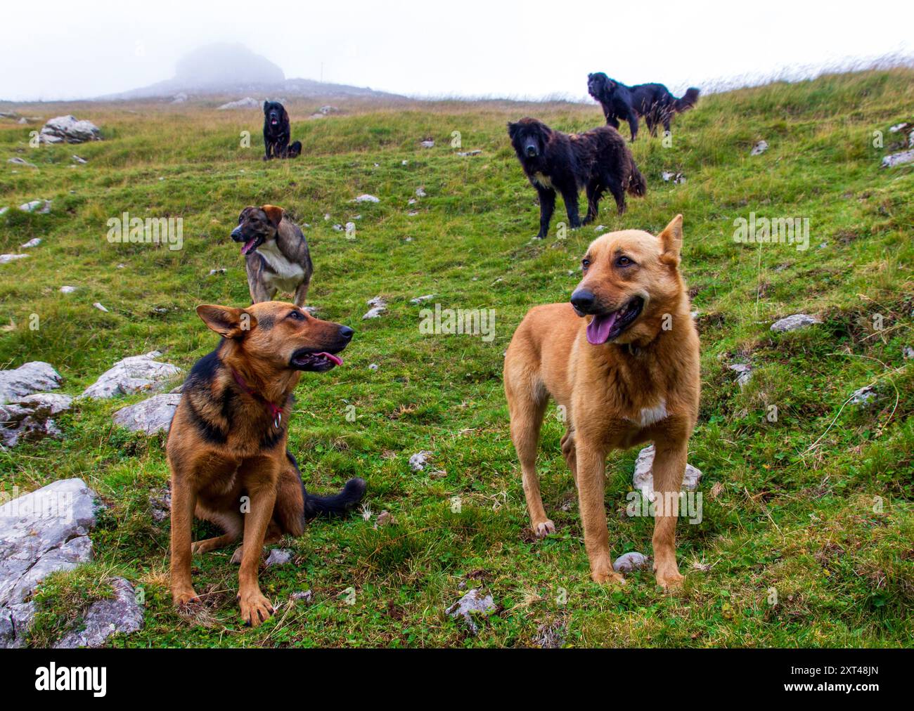 Romanian sheep dog Bucegi Natural Park Stock Photo - Alamy