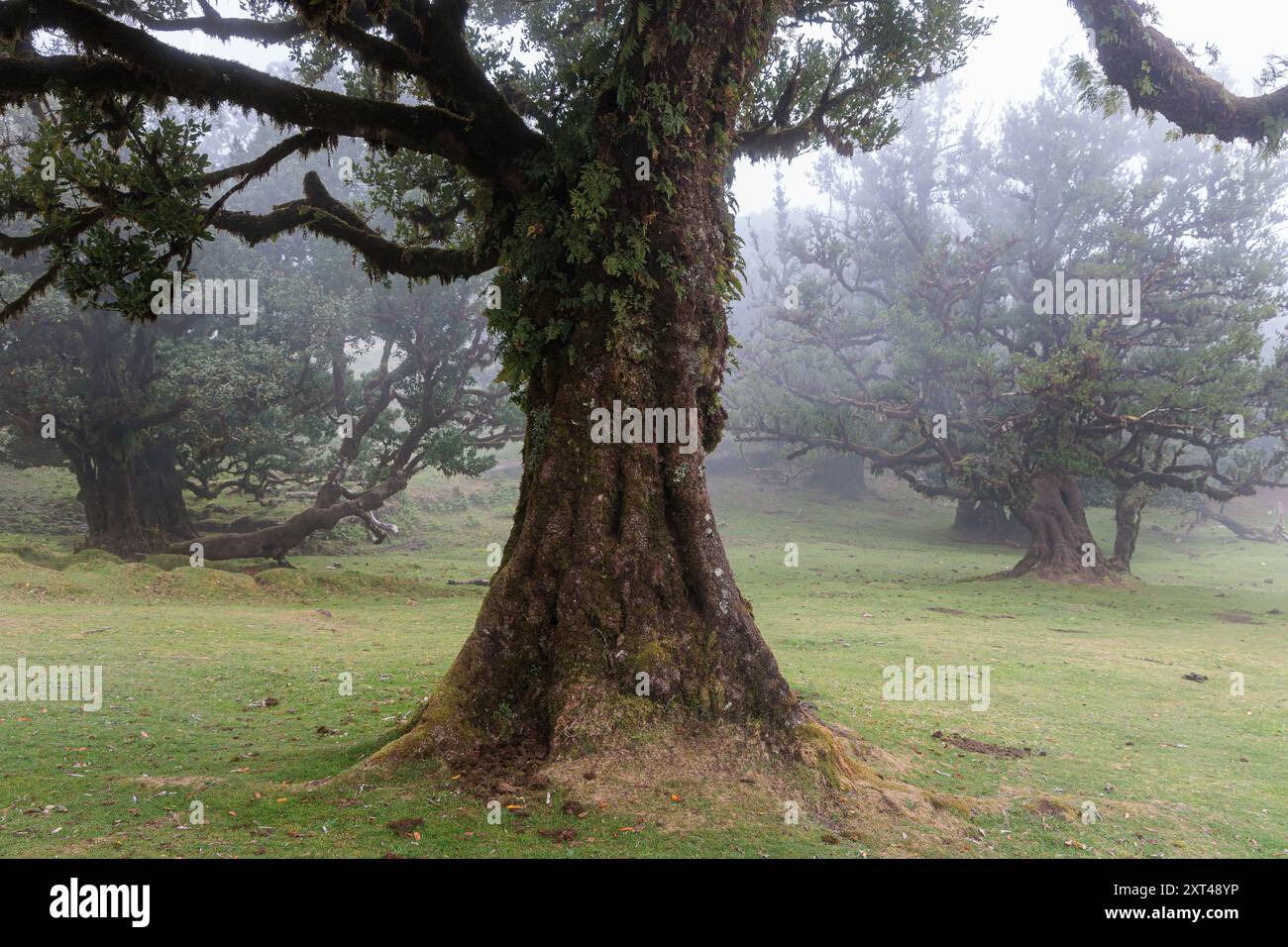 Magical Fanal Laurel Forest on the island of Madeira, Portugal Stock ...