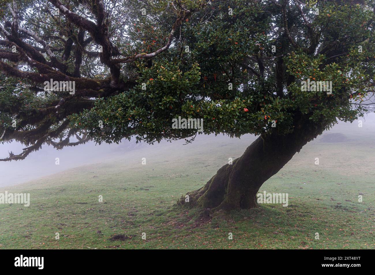 Magical Fanal Laurel Forest on the island of Madeira, Portugal Stock ...