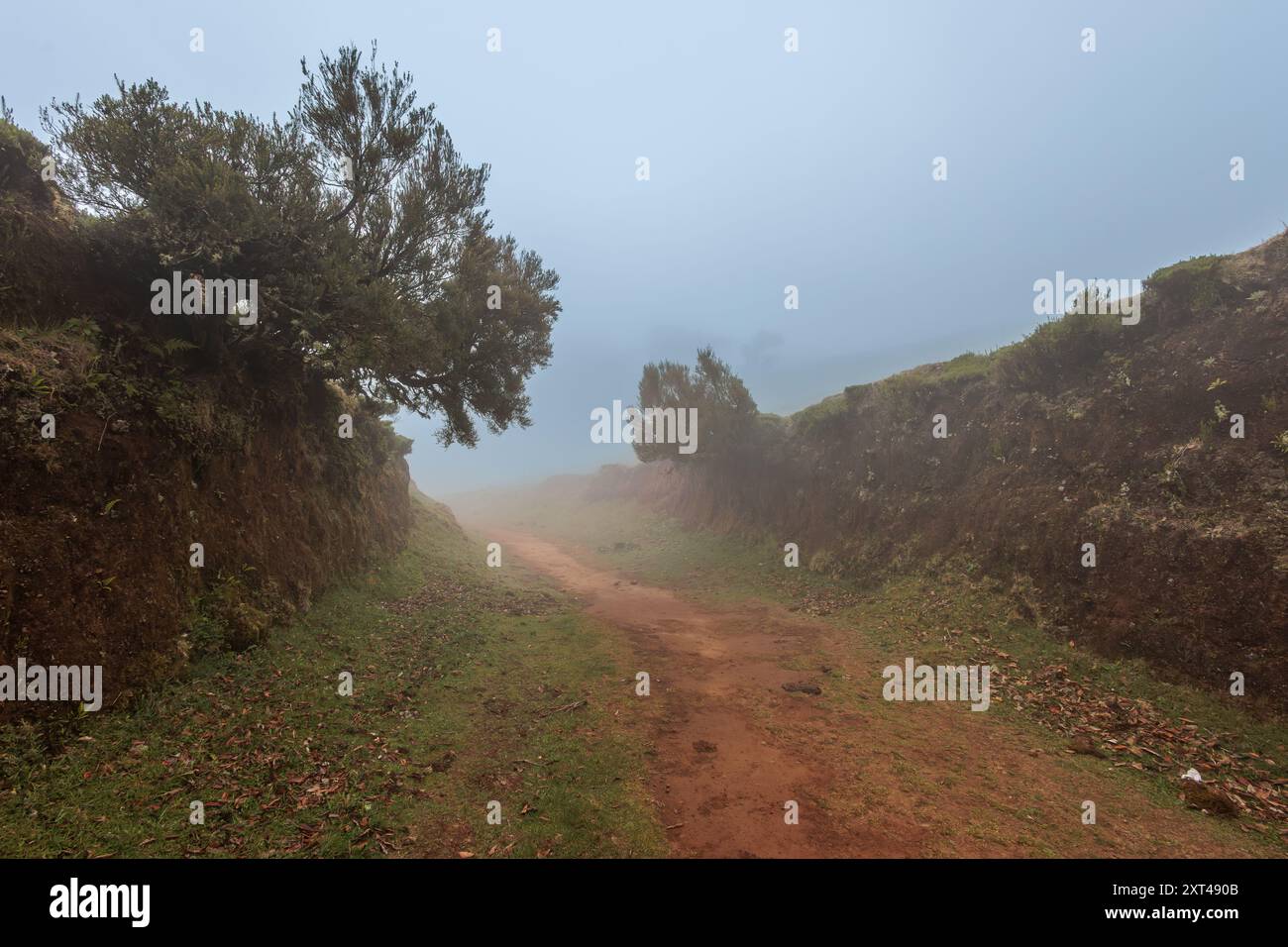Magical Fanal Laurel Forest on the island of Madeira, Portugal Stock ...