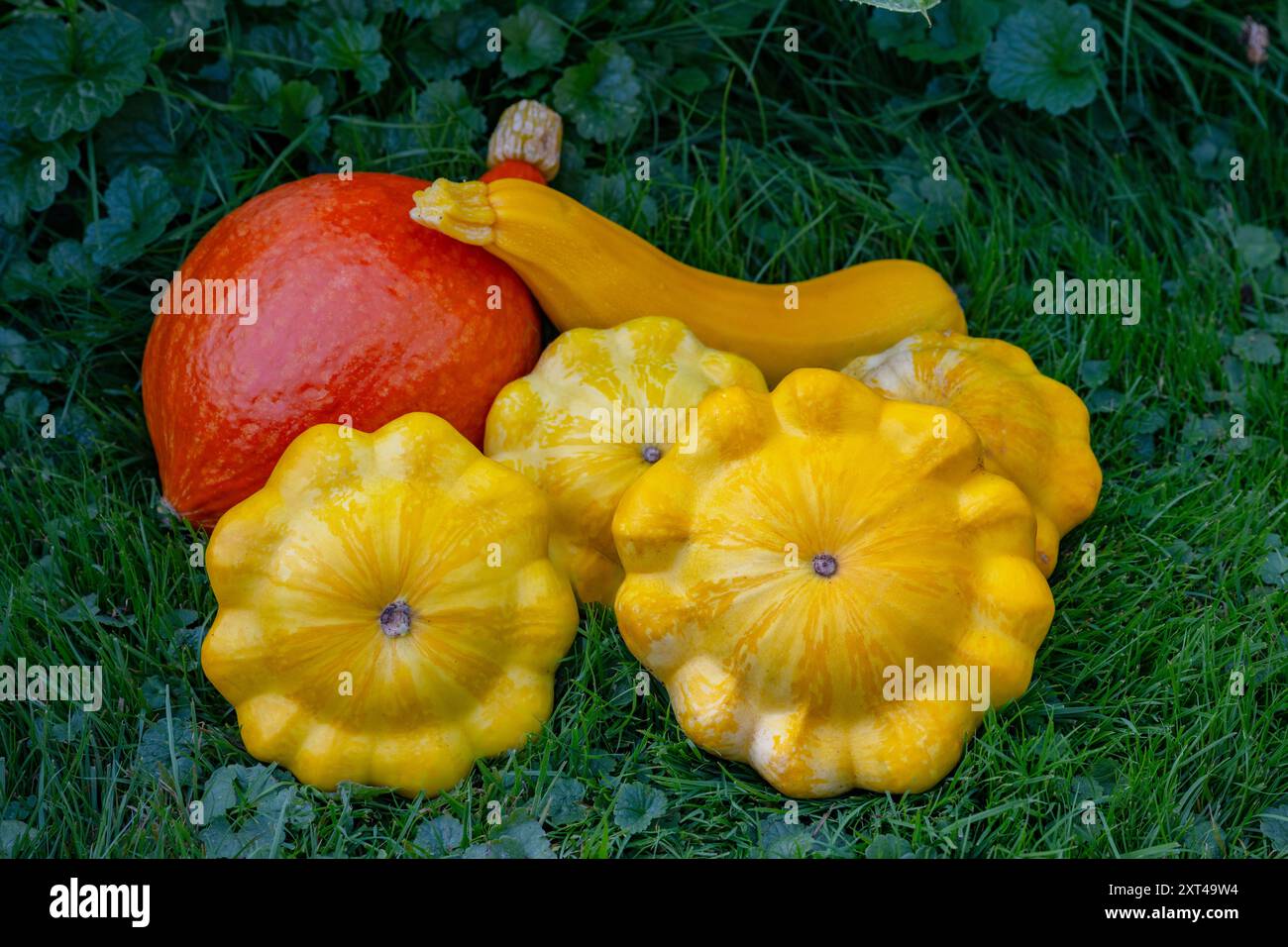Three types of pumpkin on lawn. Hokkaido, Patisson, Pear pumpkin ...