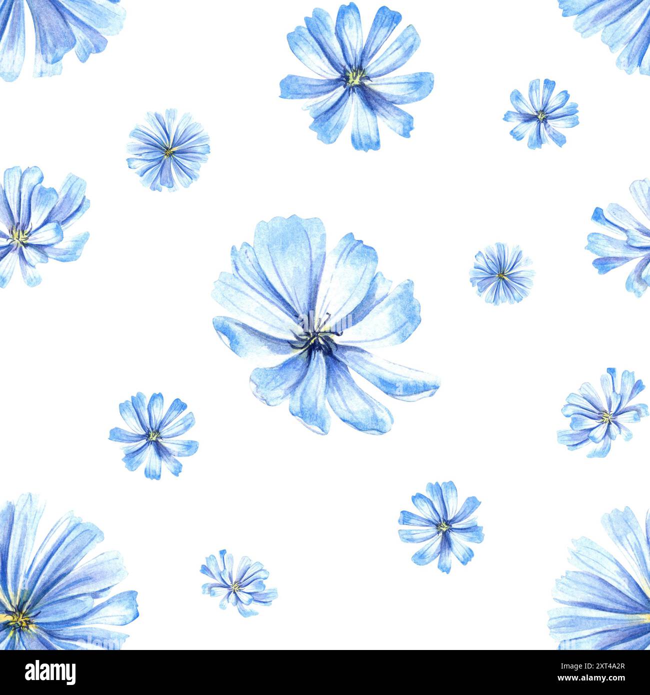 Blue chicory plant. Wild meadow flowers. Seamless pattern with flower ...