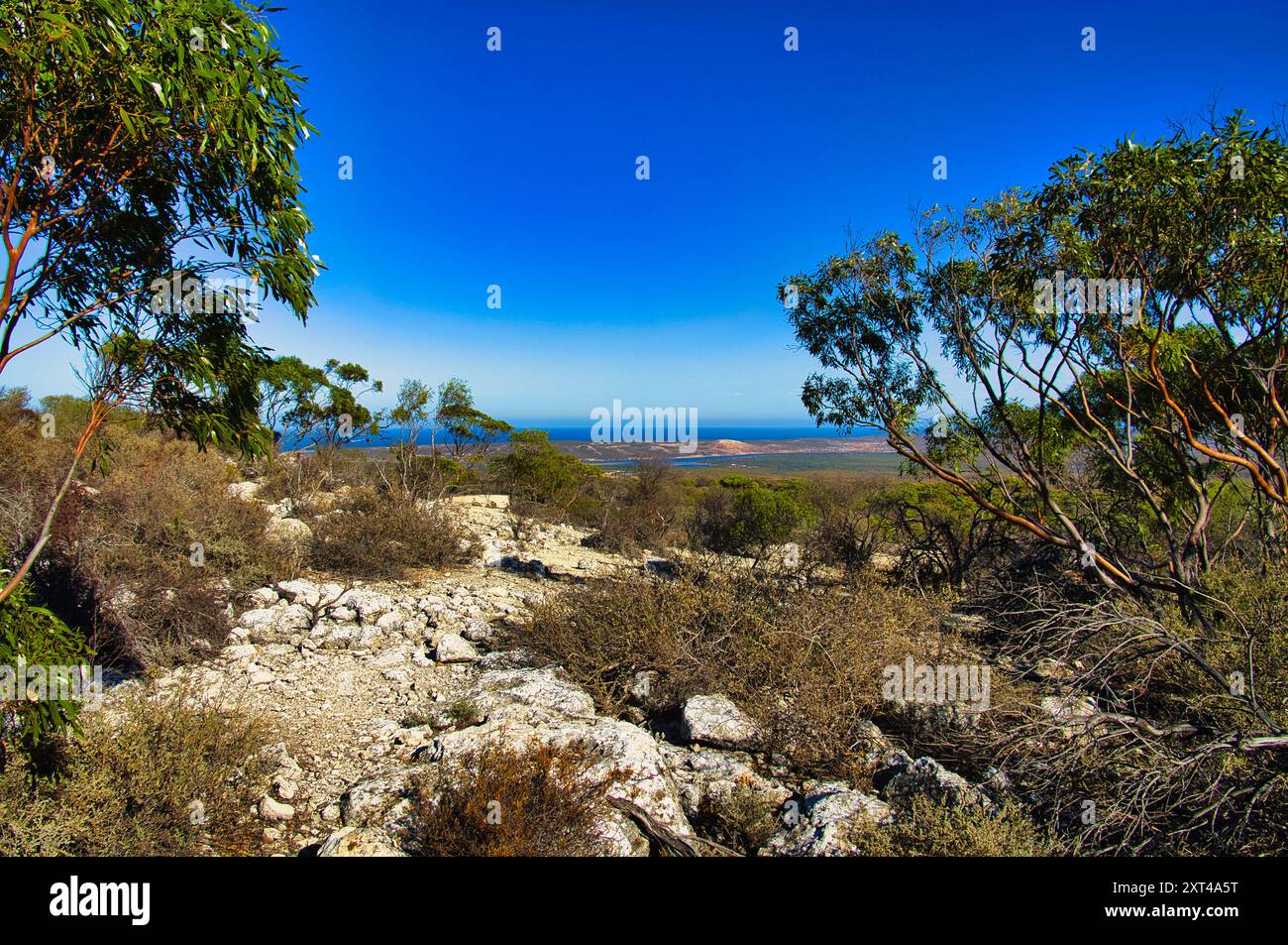 Small gum trees and drought resistant shrubs on a hill in the desert ...