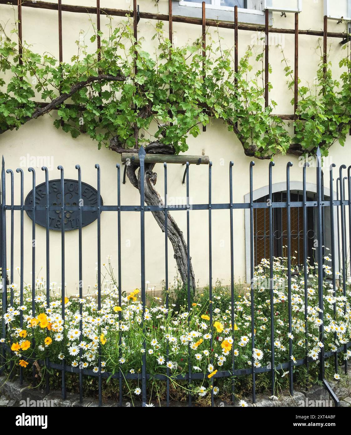 The world's oldest producing grape vine, located in Maribor, Slovenia ...