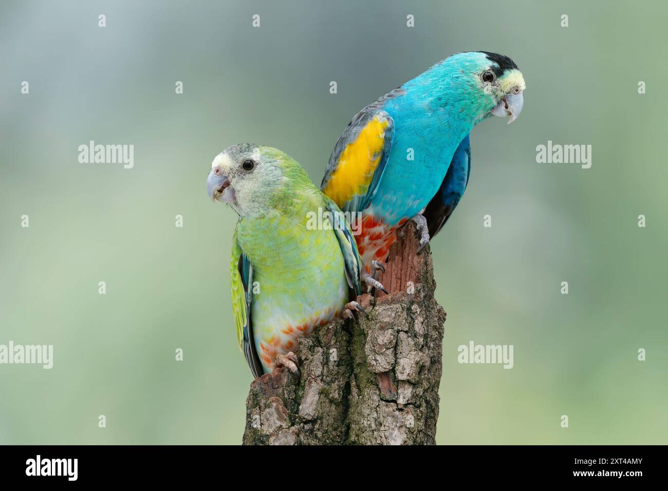 golden-shouldered parrot, Psephotellus chrysopterygius Stock Photo - Alamy