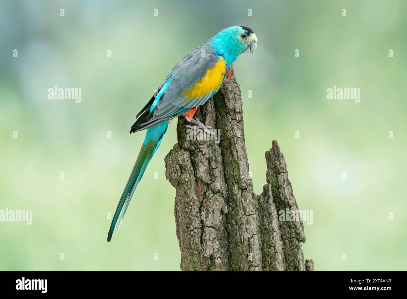 golden-shouldered parrot, Psephotellus chrysopterygius Stock Photo - Alamy