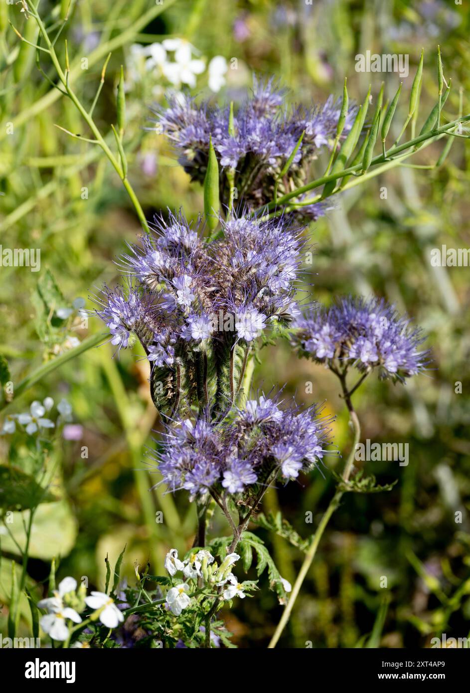 Phacelia tanacetifolia in a wildflower planting, Warwickshire, England ...