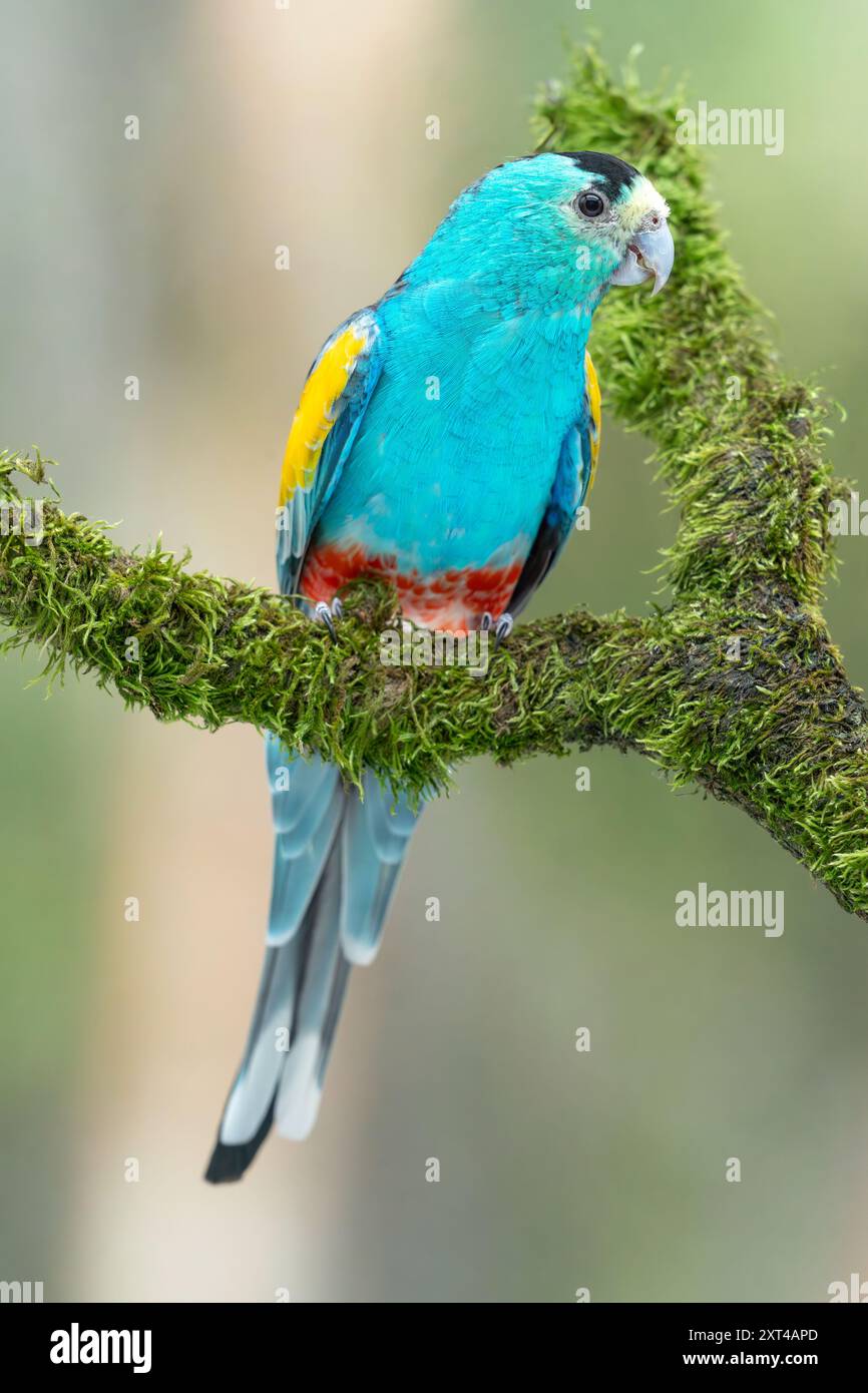 golden-shouldered parrot, Psephotellus chrysopterygius Stock Photo - Alamy