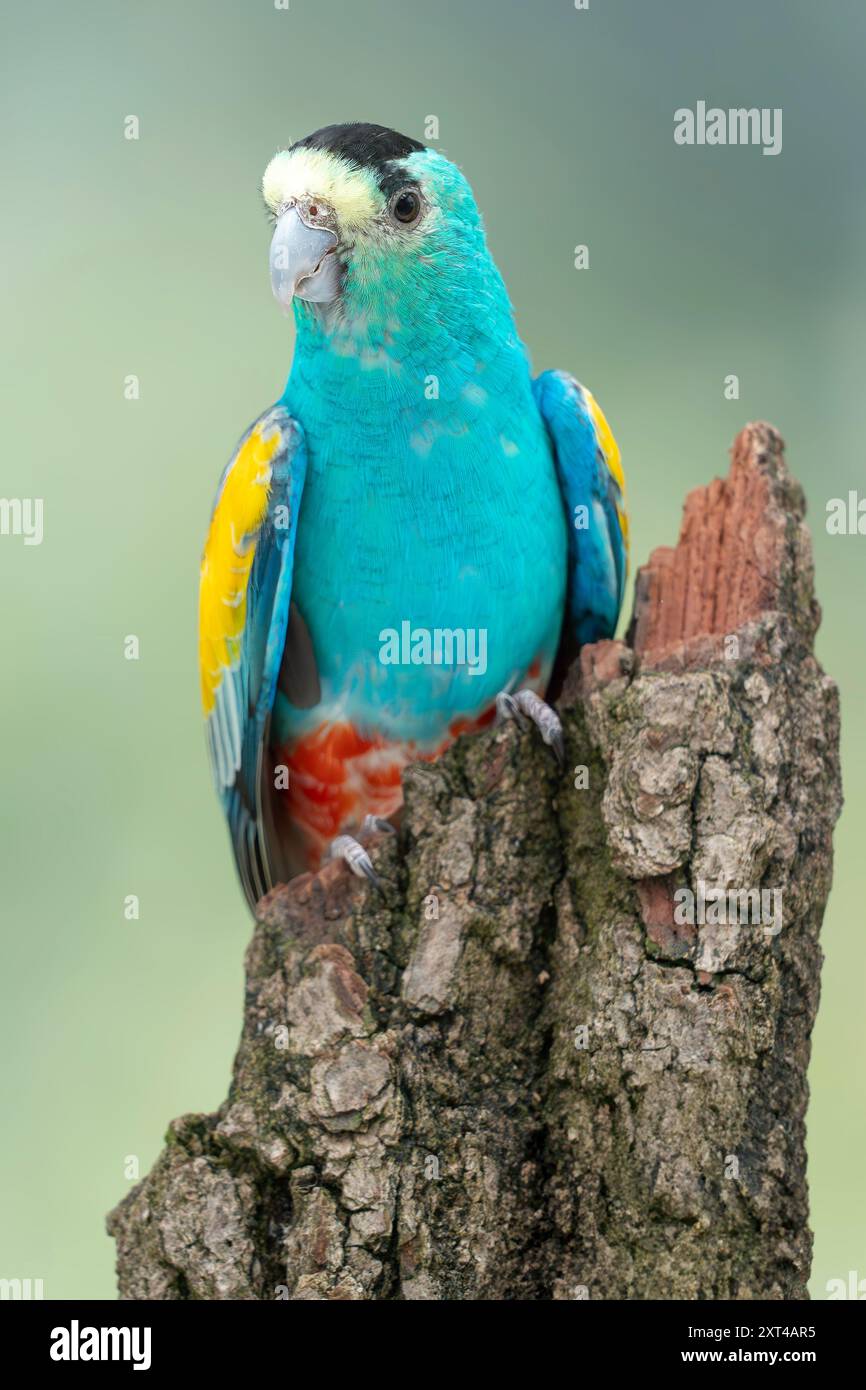 golden-shouldered parrot, Psephotellus chrysopterygius Stock Photo - Alamy