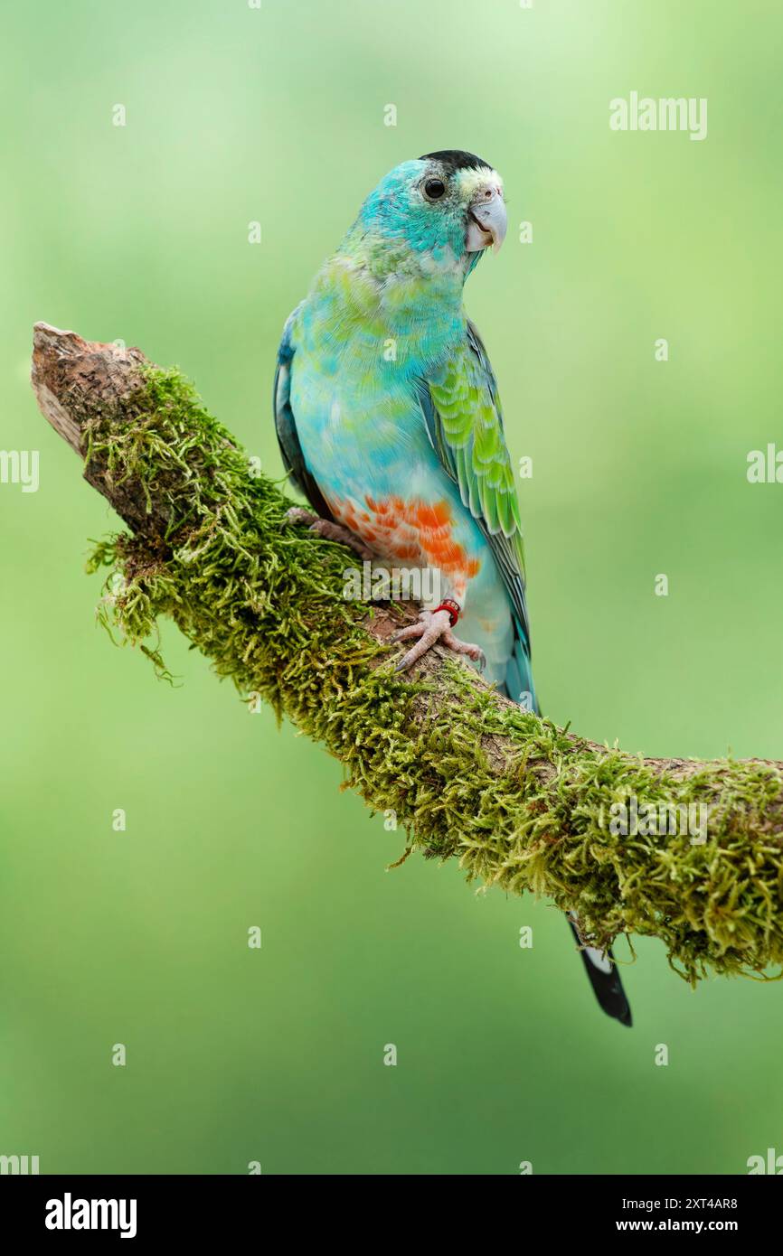 golden-shouldered parrot, Psephotellus chrysopterygius Stock Photo - Alamy