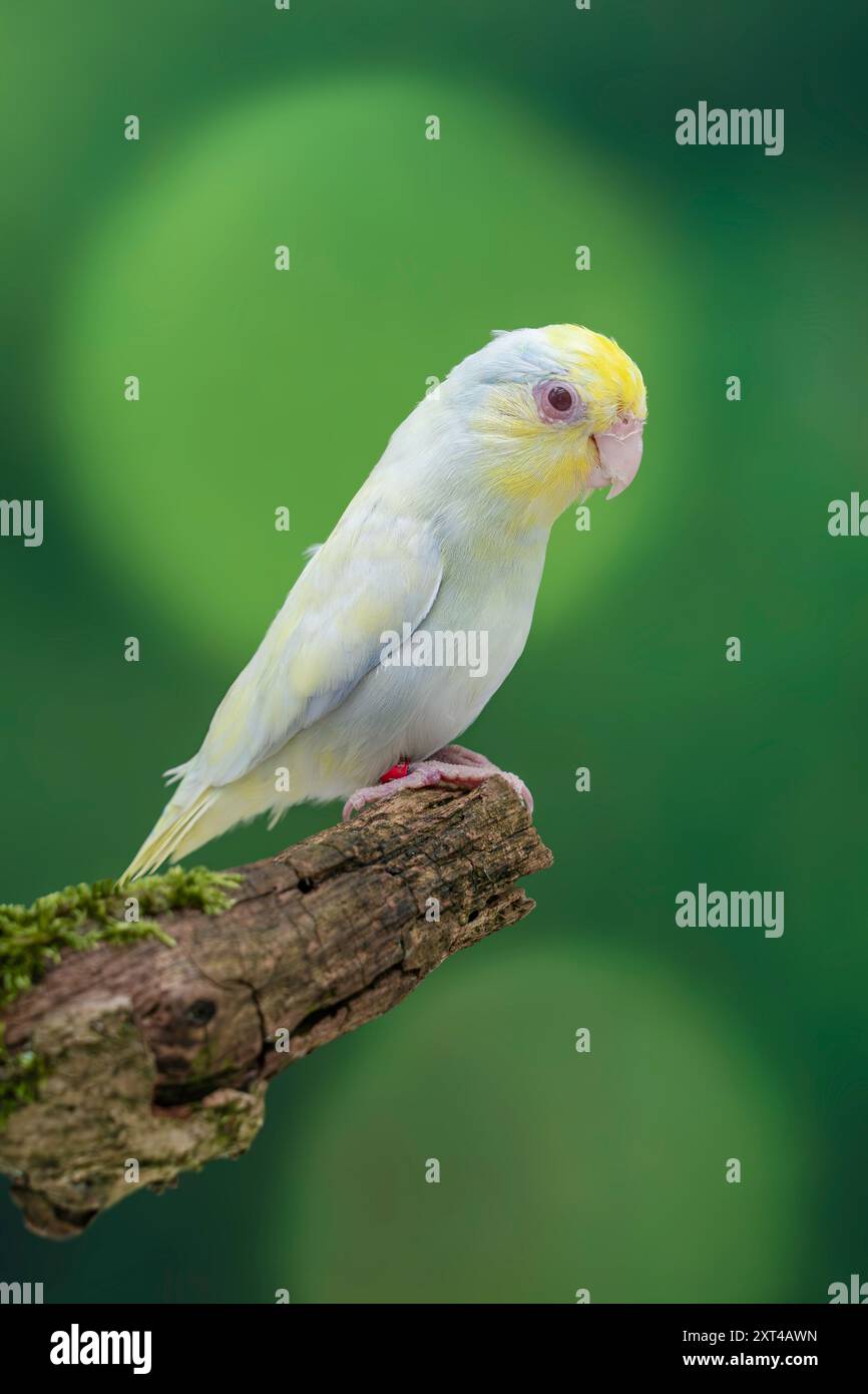 Pacific parrotlet mutation turquoise fallow, Forpus coelestis Stock ...